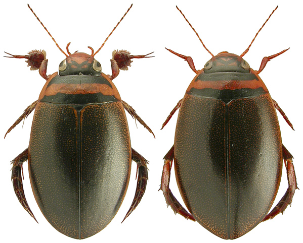 Graphoderus austriacus